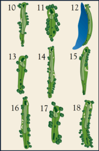 Map & Scorecard - Lake Lawn Resort