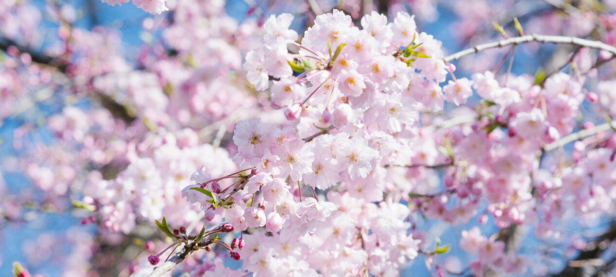 Amenities - Lake Lawn Resort